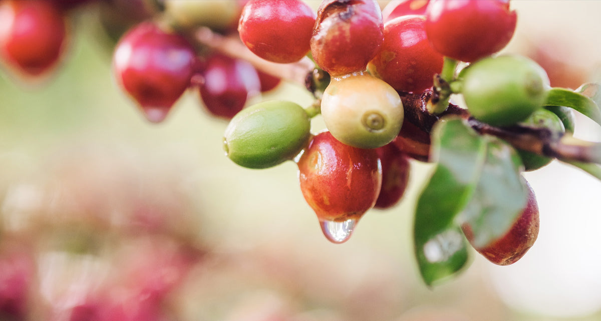 Is Coffee Going Extinct | Trade Coffee Co