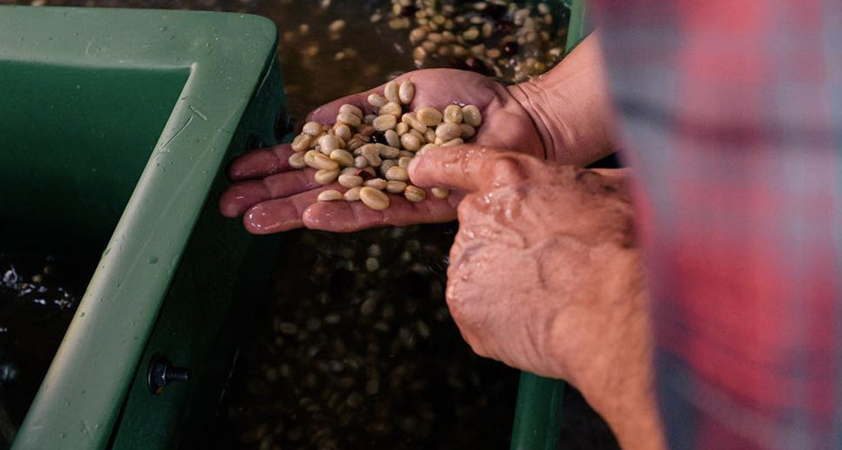 What is Fermented Coffee? | Trade Coffee