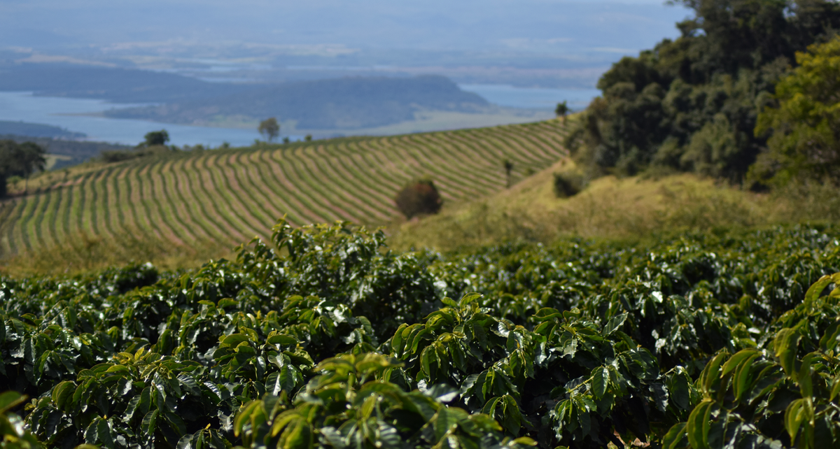 Coffee Elevation: All You Need To Know | Trade Coffee