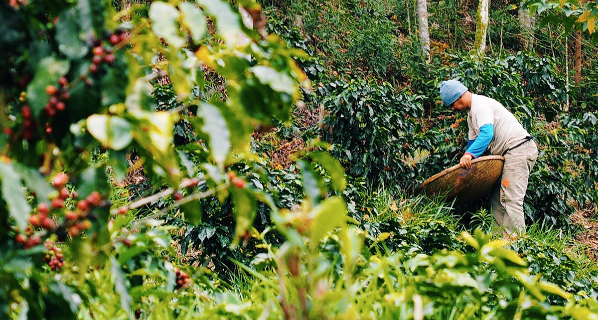 What Is Organic Coffee? | Trade Coffee