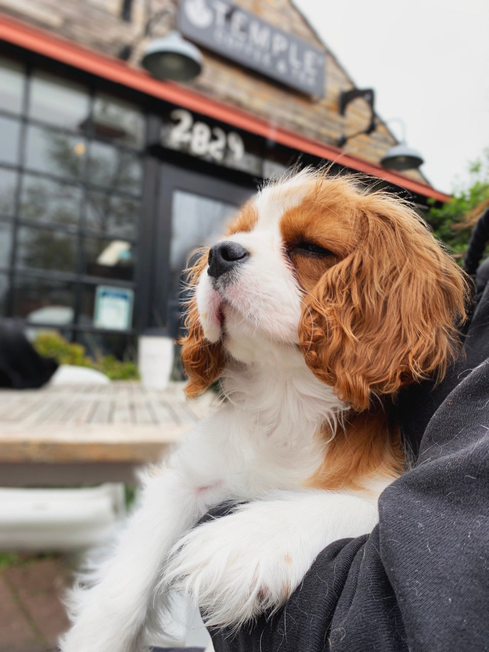 Four-Legged Roaster Mascots - The Counter | Trade Coffee