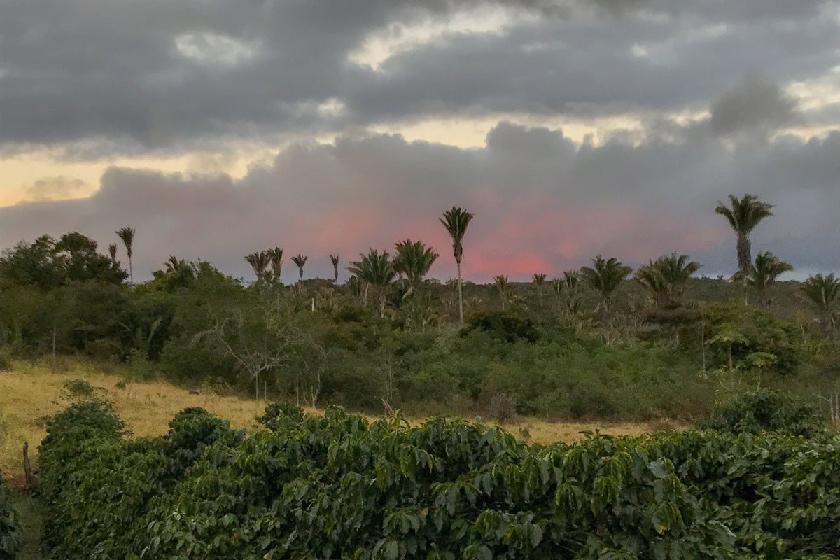 The Truth About Seasonality - The Counter | Trade Coffee