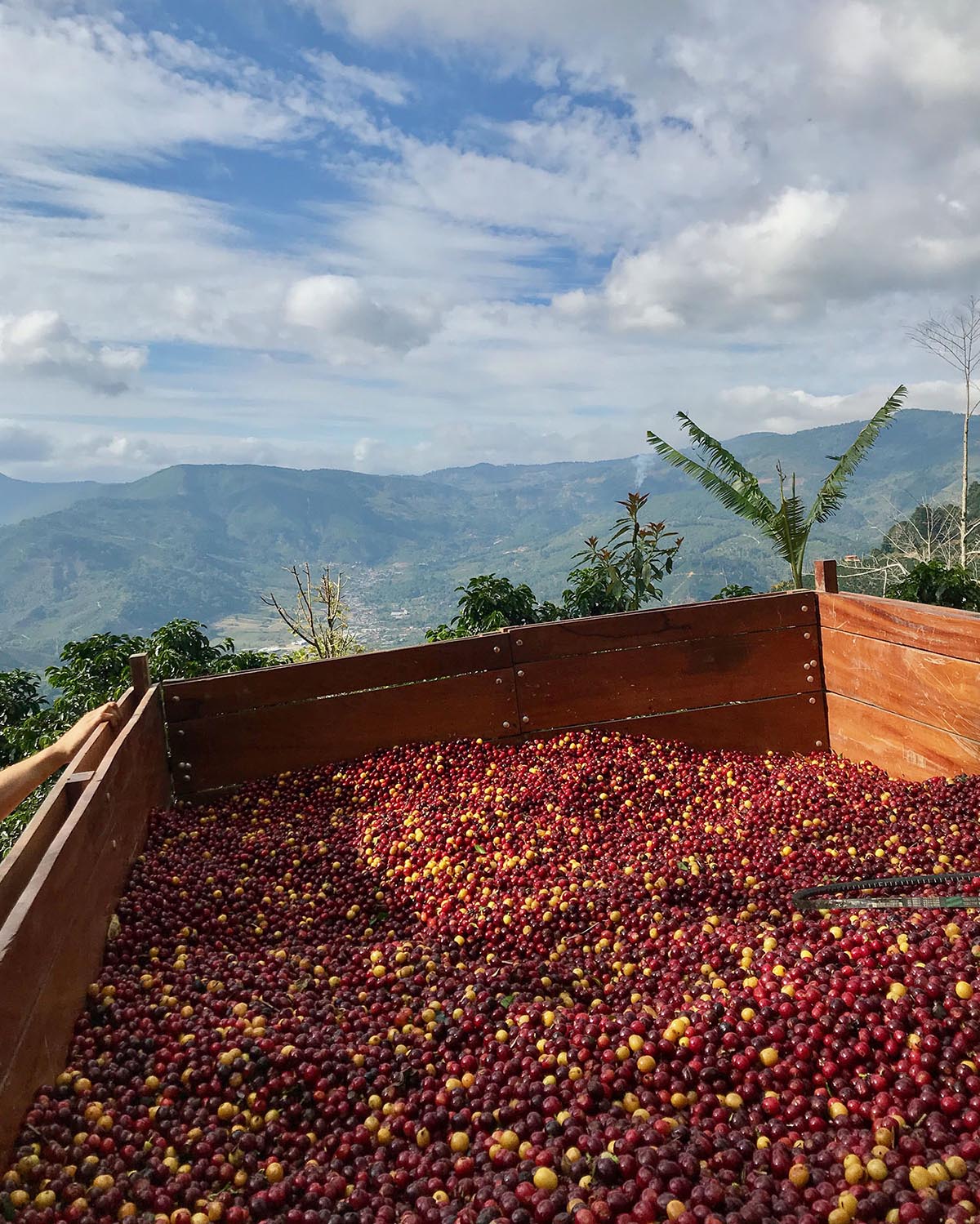 The Incredible Importance of International Coffee Day | Trade Coffee